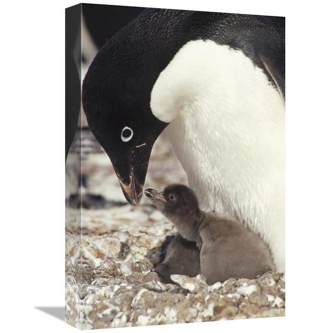 12 x 18 in. Adelie Penguin Chick Begging Parent for Food, Peterson ...