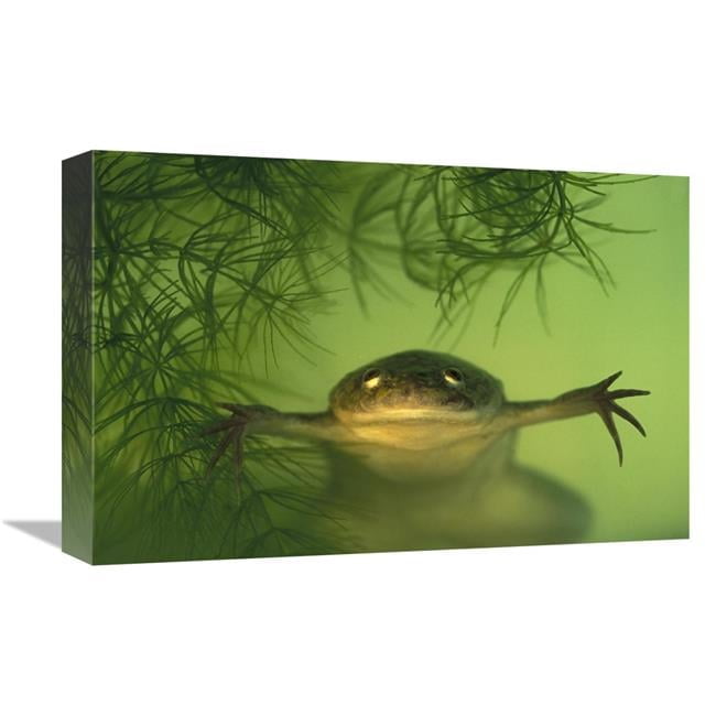 12 x 18 in. African Clawed Frog Aquatic, Native to Africa Art Print ...