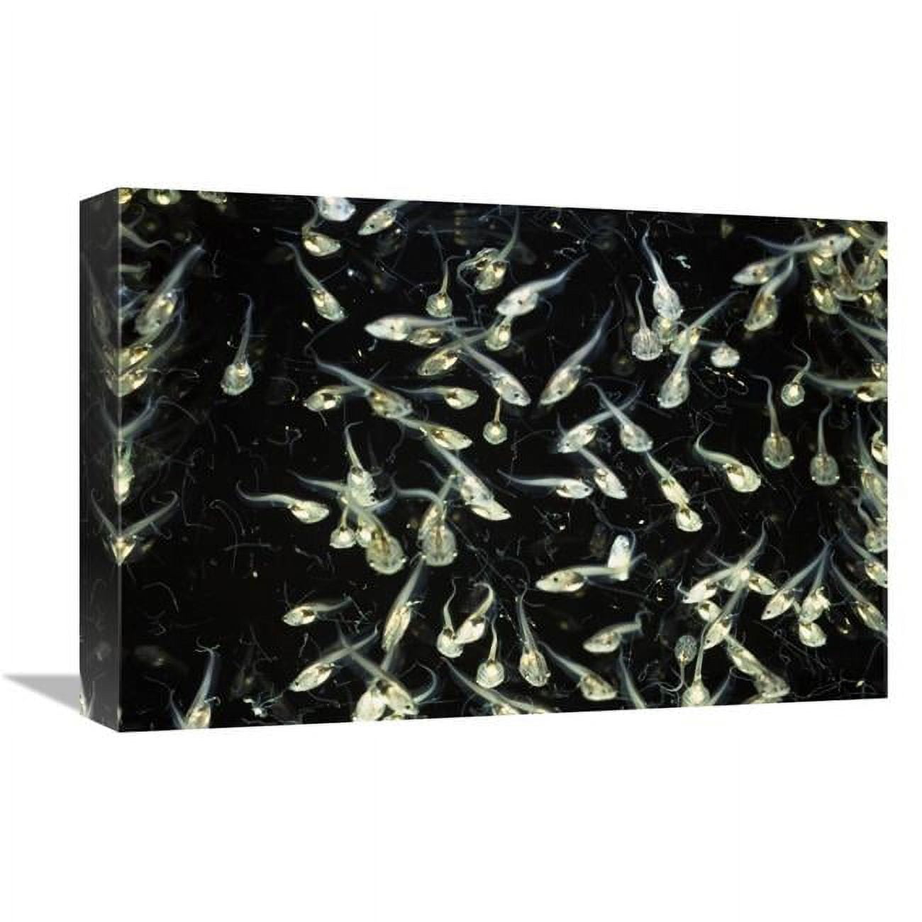 12 x 18 in. African Clawed Frog Tadpoles, Native to Africa Art Print ...