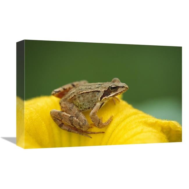 12 x 18 in. Agile Frog on Flower, Bavaria, Germany Art Print - Konrad ...