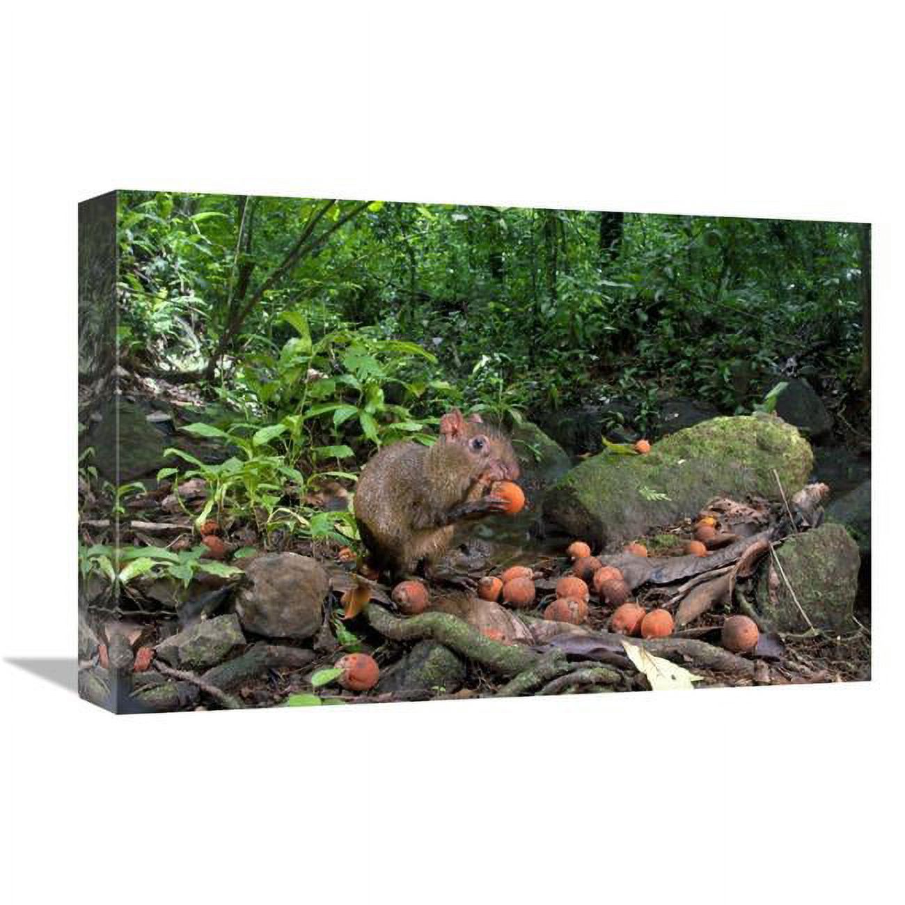 12 x 18 in. Agouti Feeding on Seeds, Barro Colorado Island, Panama Art ...