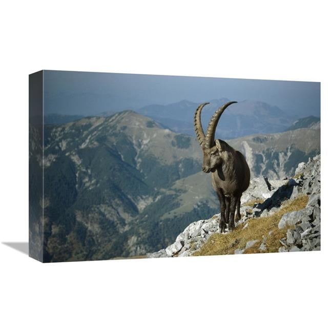 12 x 18 in. Alpine Ibex Male in the Swiss Alps, Europe Art Print ...