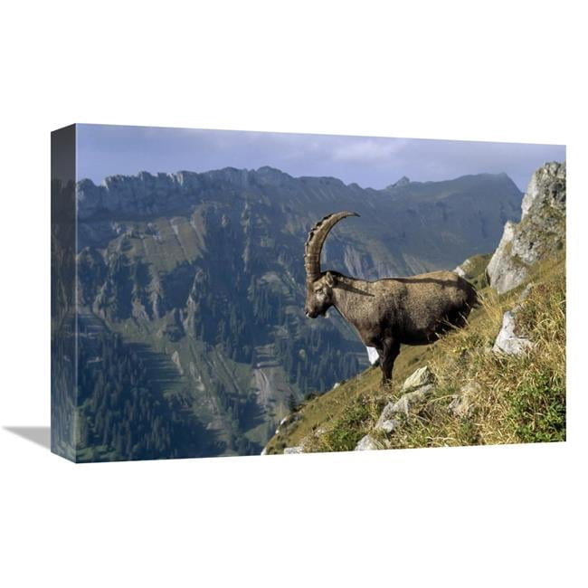 12 x 18 in. Alpine Ibex Male with Swiss Alps in Background, Europe Art ...