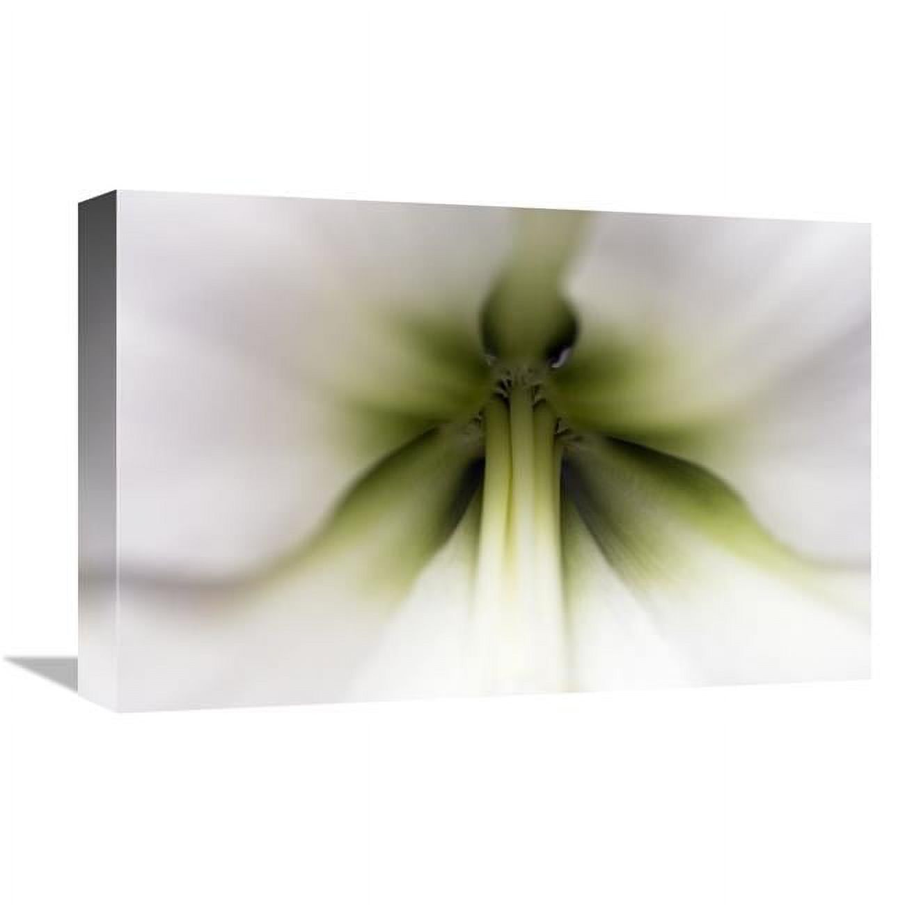 12 x 18 in. Amaryllis Flower, Netherlands Art Print - Jasper Doest ...