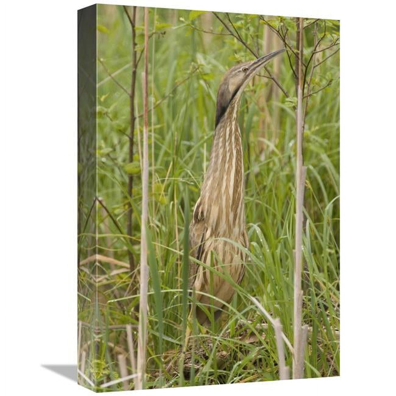 12 x 18 in. American Bittern, Magee Marsh Wildlife Area, Michigan Art ...