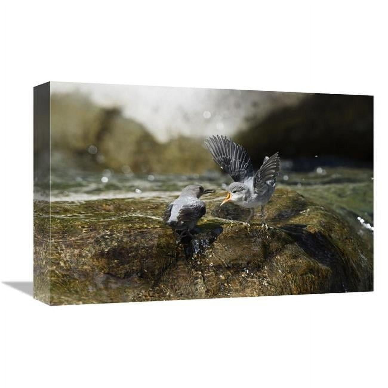 12 x 18 in. American Dipper Parent Feeding Young, Costa Rica Art Print ...