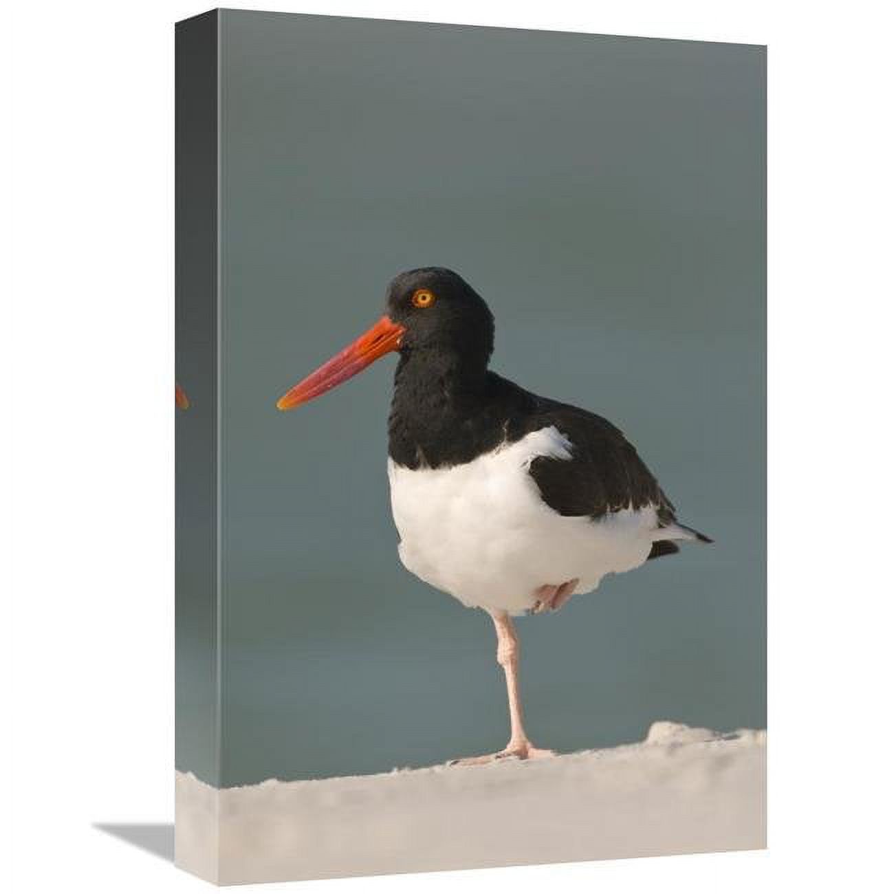 12 x 18 in. American Oystercatcher, Fort Desoto Park, Florida Art Print ...