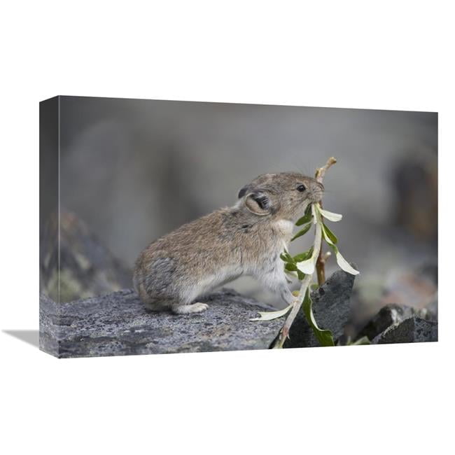 12 x 18 in. American Pika Carrying Vegetation in Mouth, Yukon, Canada ...