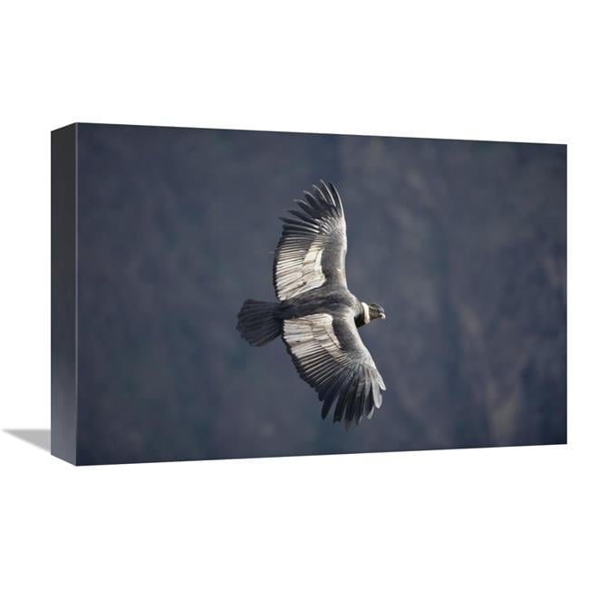 12 x 18 in. Andean Condor Male Riding Thermal Updraft Over Colca Canyon ...