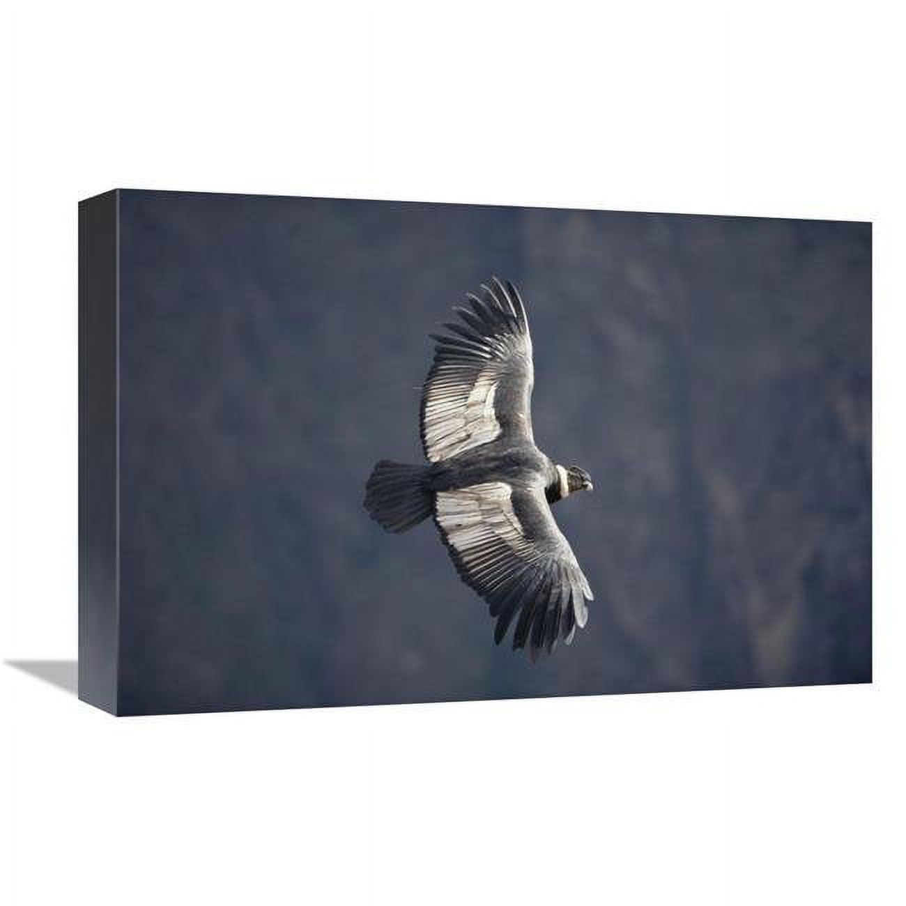 12 x 18 in. Andean Condor Male Riding Thermal Updraft Over Colca Canyon ...