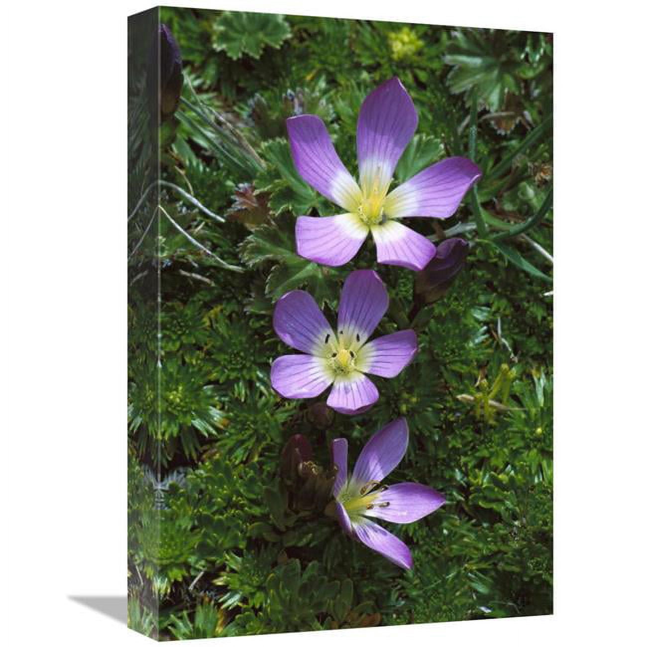 12 x 18 in. Andean Flowers in Boggy Paramo Grassland, Cotopaxi National ...