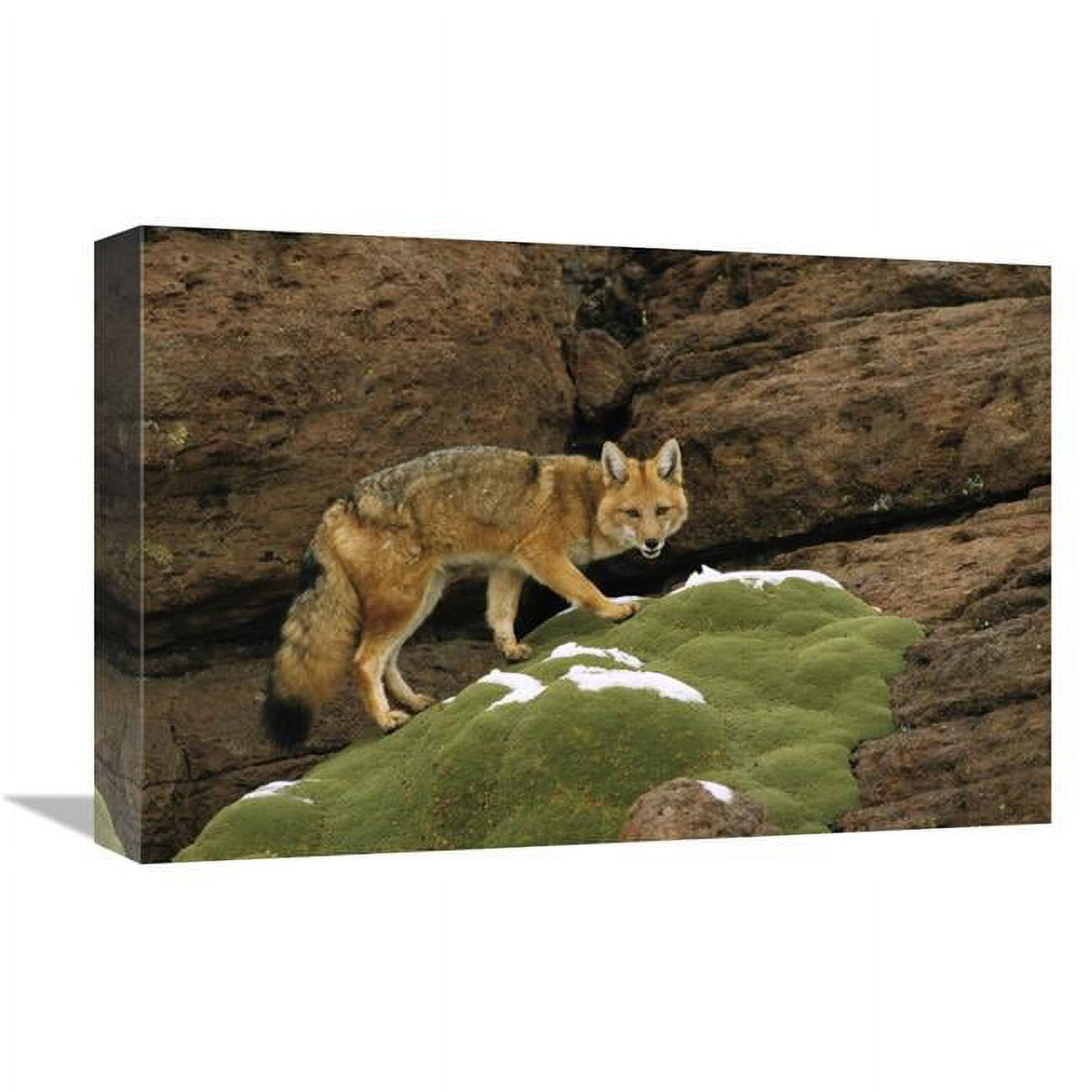12 x 18 in. Andean Red Fox Altiplano, Bolivia Art Print - Pete Oxford ...