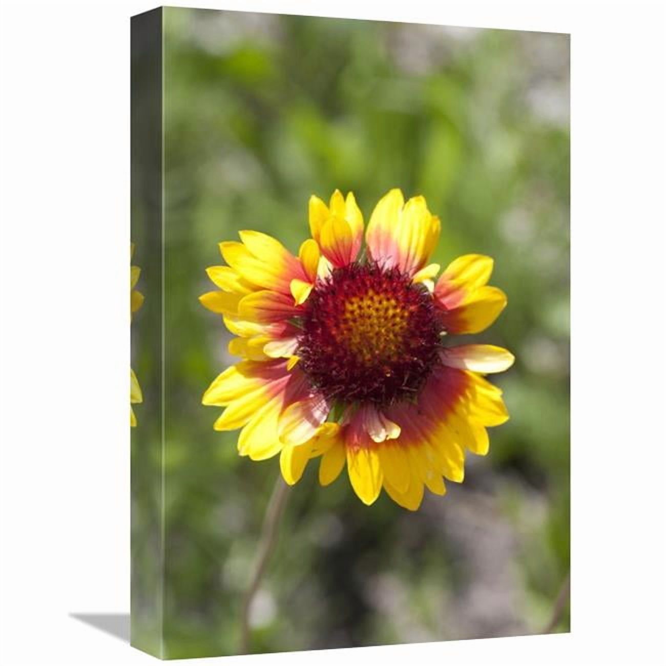 12 x 18 in. Annual Coreopsis Flower, Spruce Woods Provincial Park ...