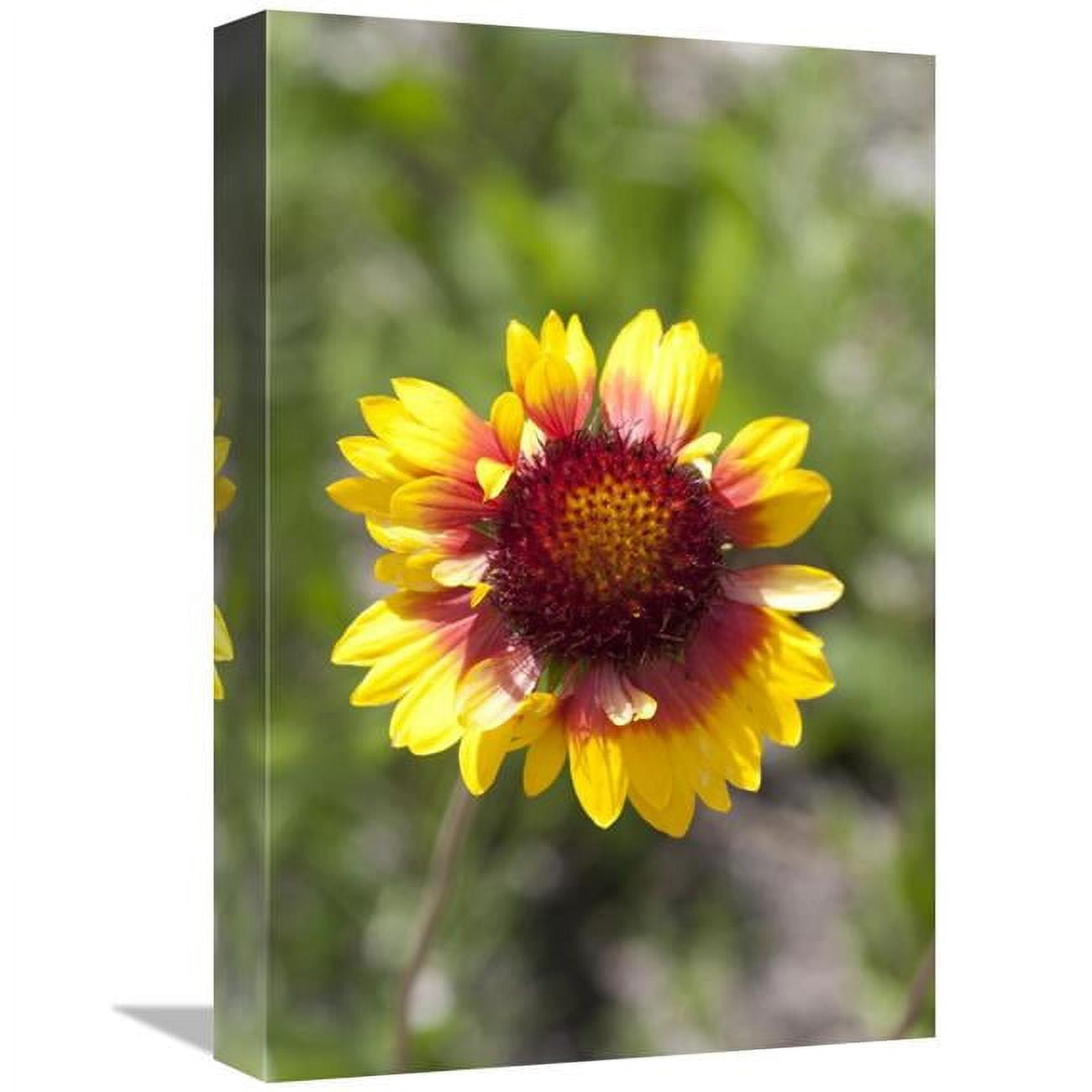 12 x 18 in. Annual Coreopsis Flower, Spruce Woods Provincial Park ...