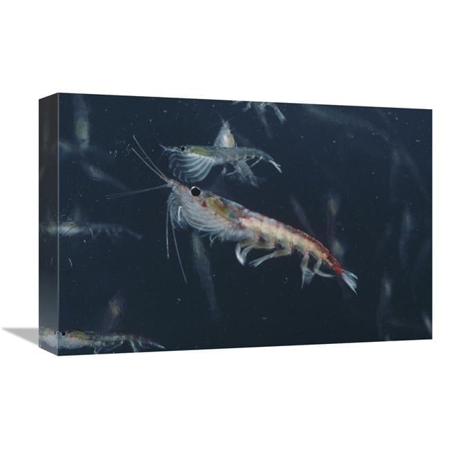 12 x 18 in. Antarctic Krill, Antarctica Art Print - Flip Nicklin ...