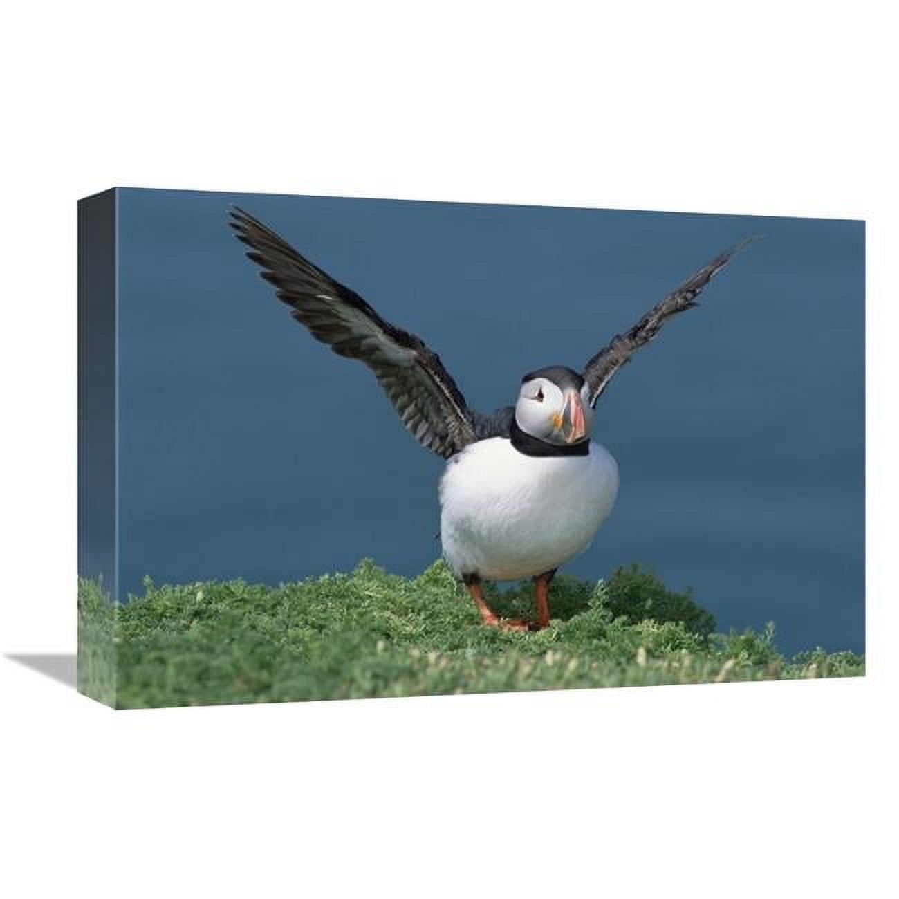 12 x 18 in. Atlantic Puffin Exercising Its Diminutive Wings, Skomer ...