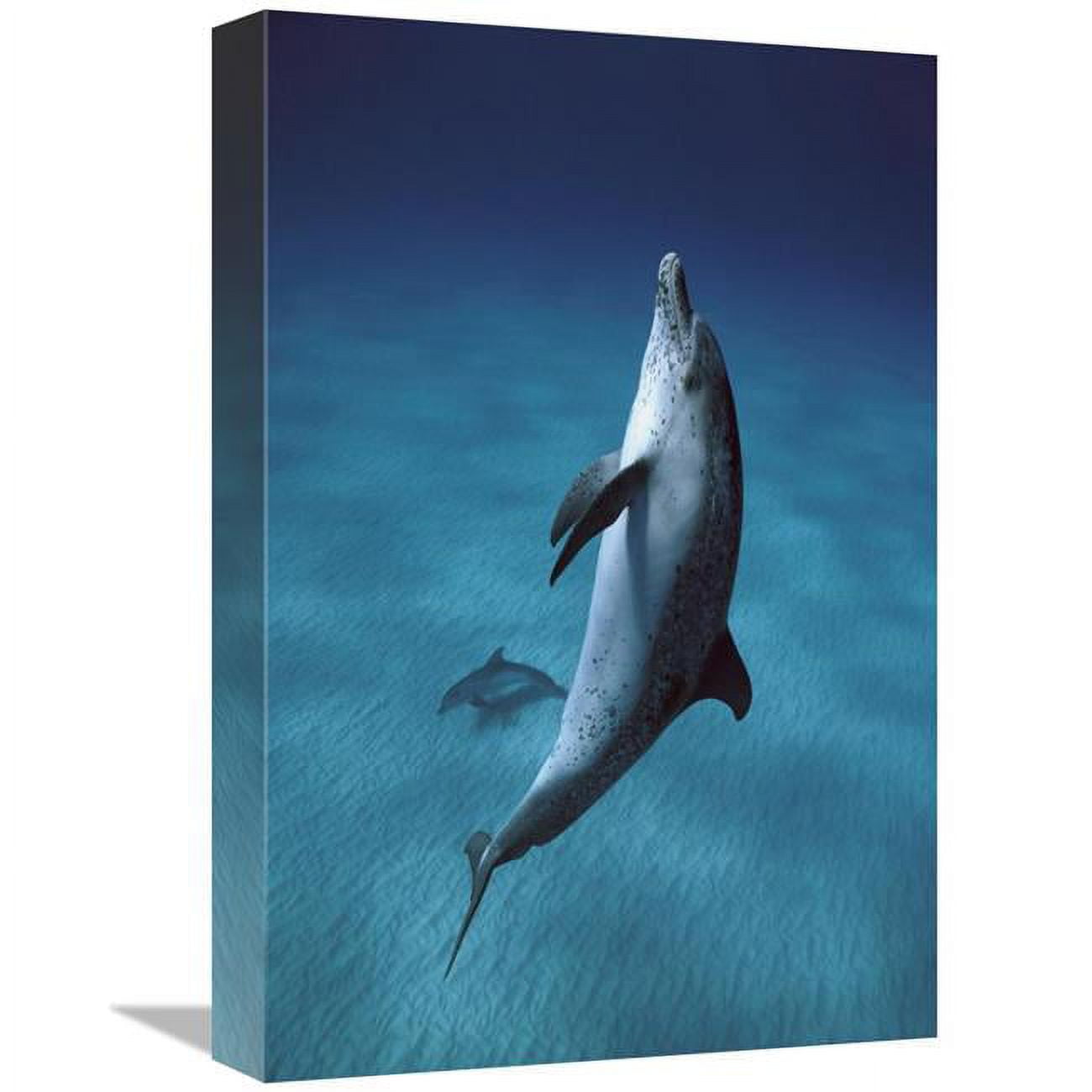 12 x 18 in. Atlantic Spotted Dolphin Pair Swimming Underwater, Little ...