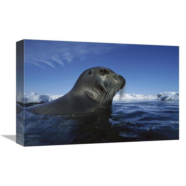 12 x 18 in. Bearded Seal Surfacing, Svalbard, Norway Art Print - Flip ...
