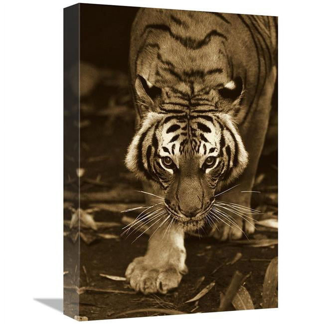 12 x 18 in. Bengal Tiger Approaching, Native to India - Sepia Art Print ...
