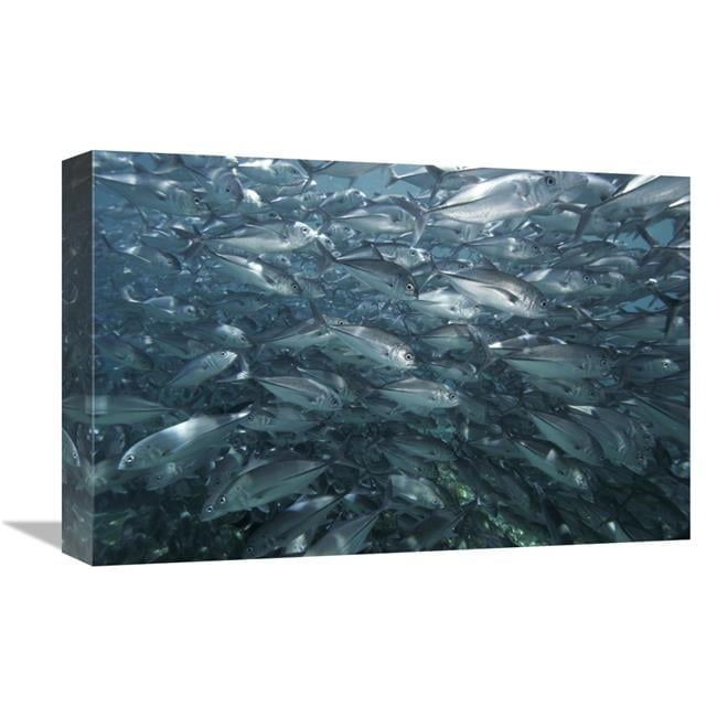 12 x 18 in. Bigeye Trevally School, Sipadan Island, Celebes Sea, Borneo ...