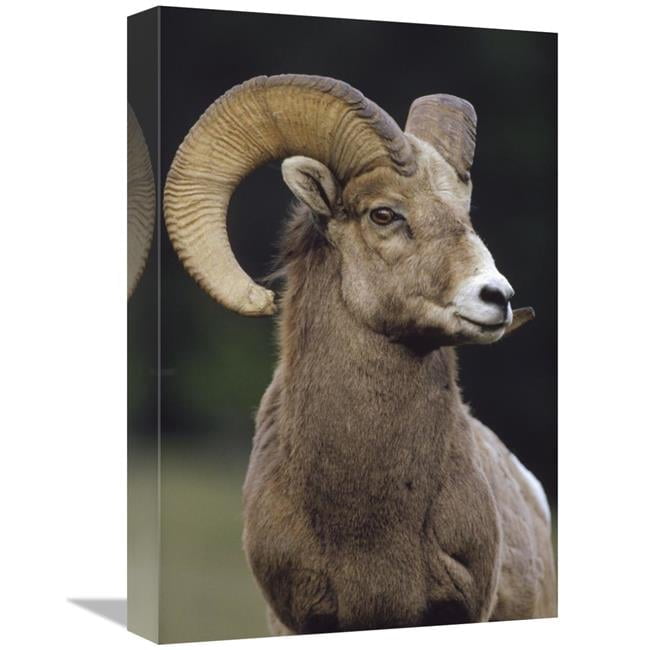 12 x 18 in. Bighorn Sheep Male Portrait, Banff National Park, Alberta ...