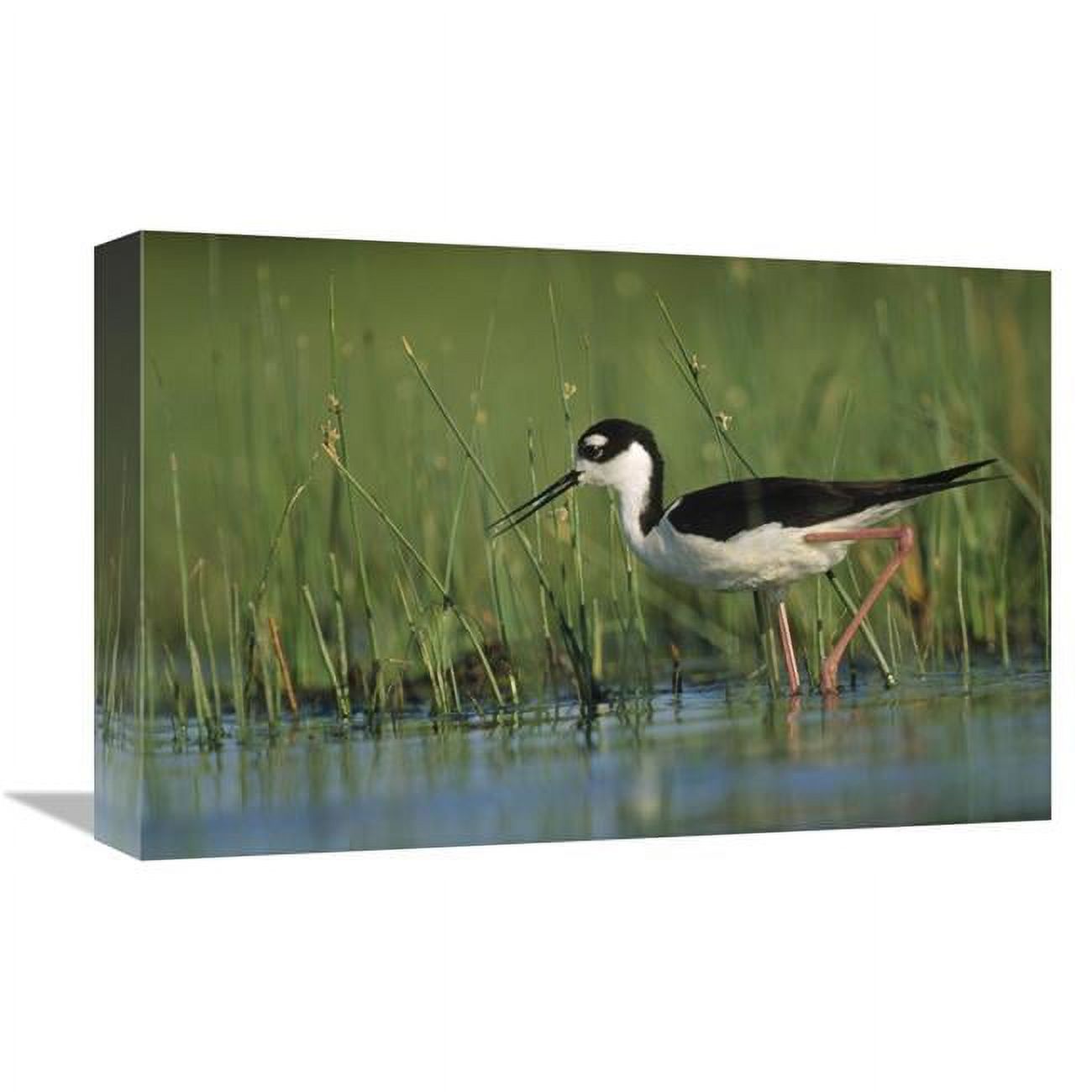 12 x 18 in. Black-Necked Stilt Wading Through Reeds, North America Art ...