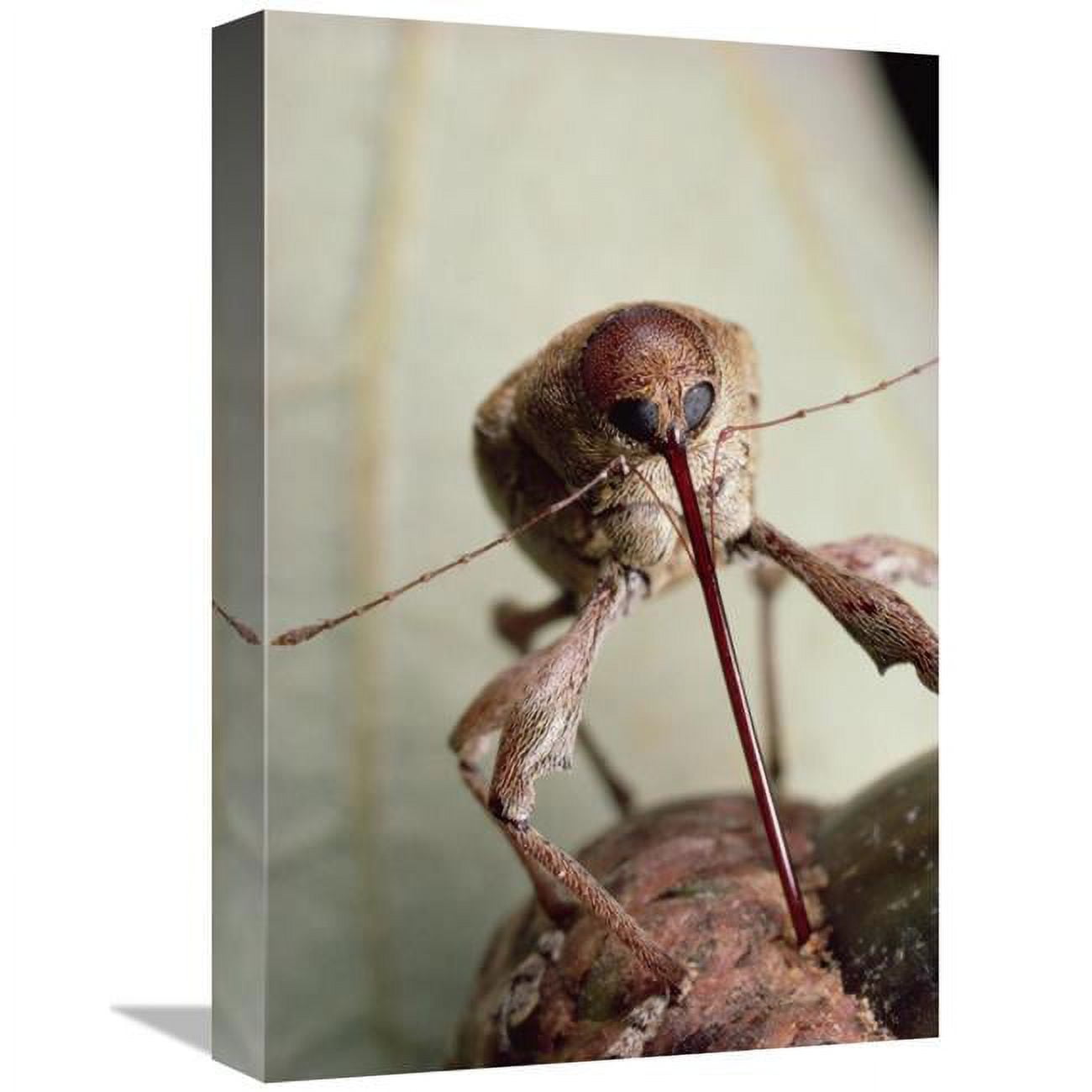 12 x 18 in. Black Oak Acorn Weevil Boring Into Acorn, Massachusetts Art ...