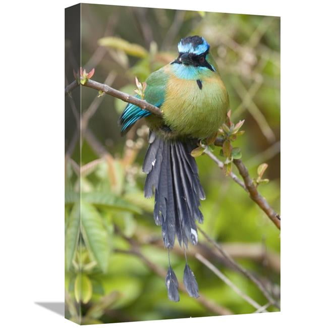 12 x 18 in. Blue-Crowned Motmot, Costa Rica Art Print - Steve Gettle ...