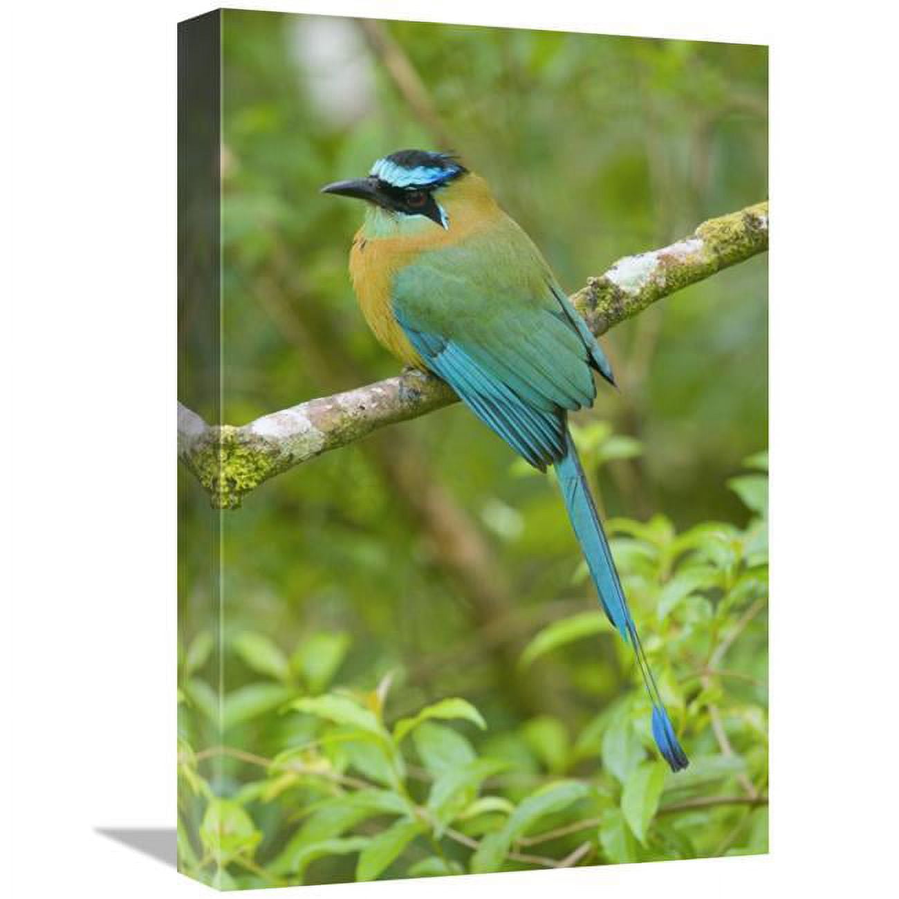 12 x 18 in. Blue-Crowned Motmot, Costa Rica Art Print - Steve Gettle ...