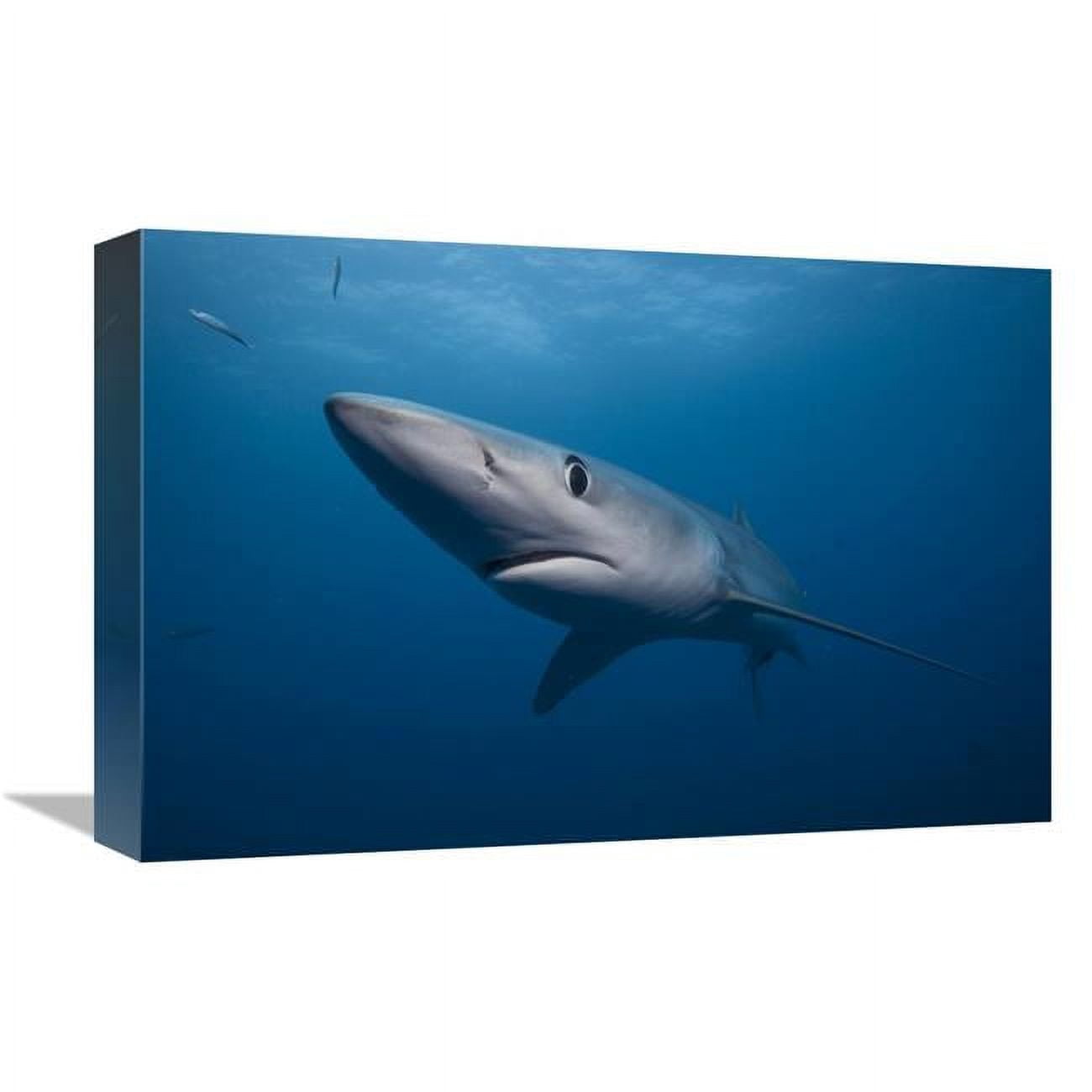 12 x 18 in. Blue Shark, San Diego, California Art Print - Richard ...