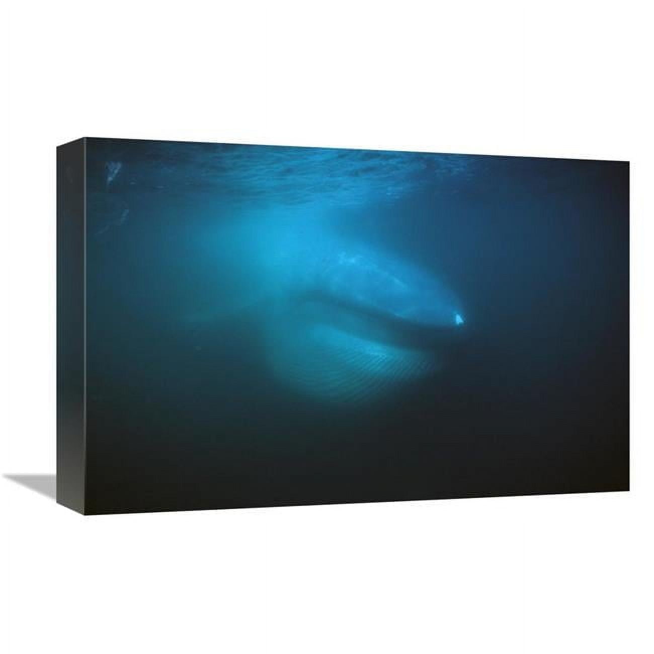 12 x 18 in. Blue Whale Filter Feeding, Sea of Cortez, Mexico Art Print ...