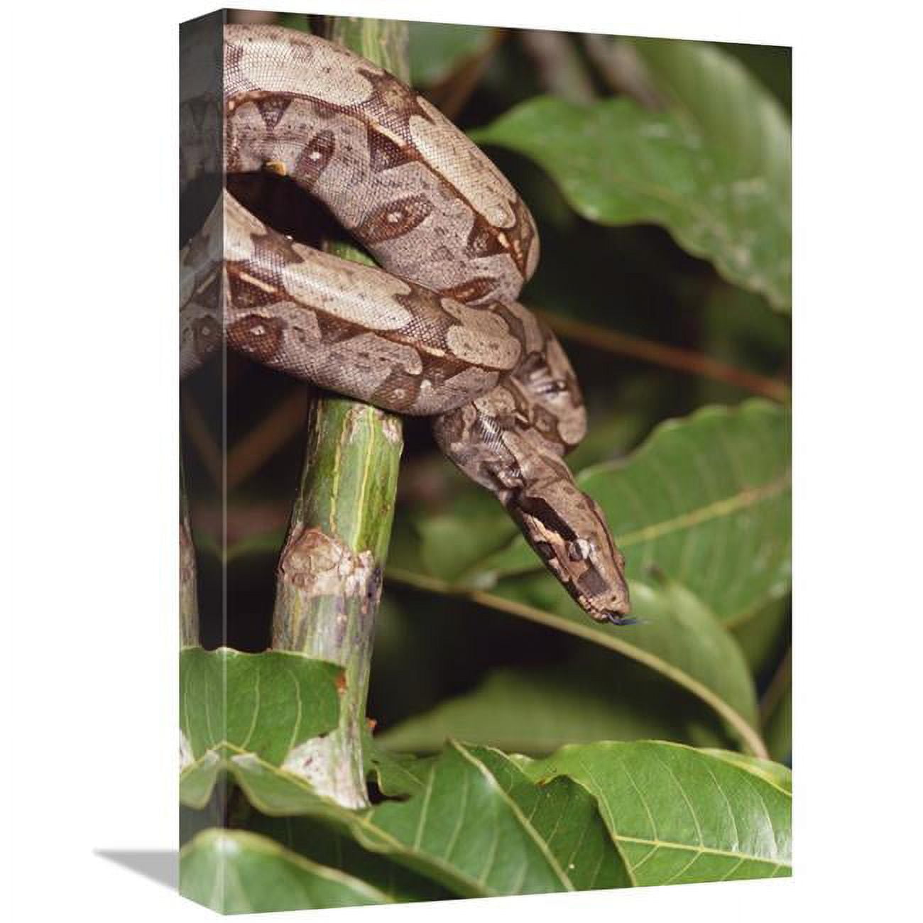 12 x 18 in. Boa Constrictor Coiled Around Branch, Northern South America Art Print - Gerry Ellis ...