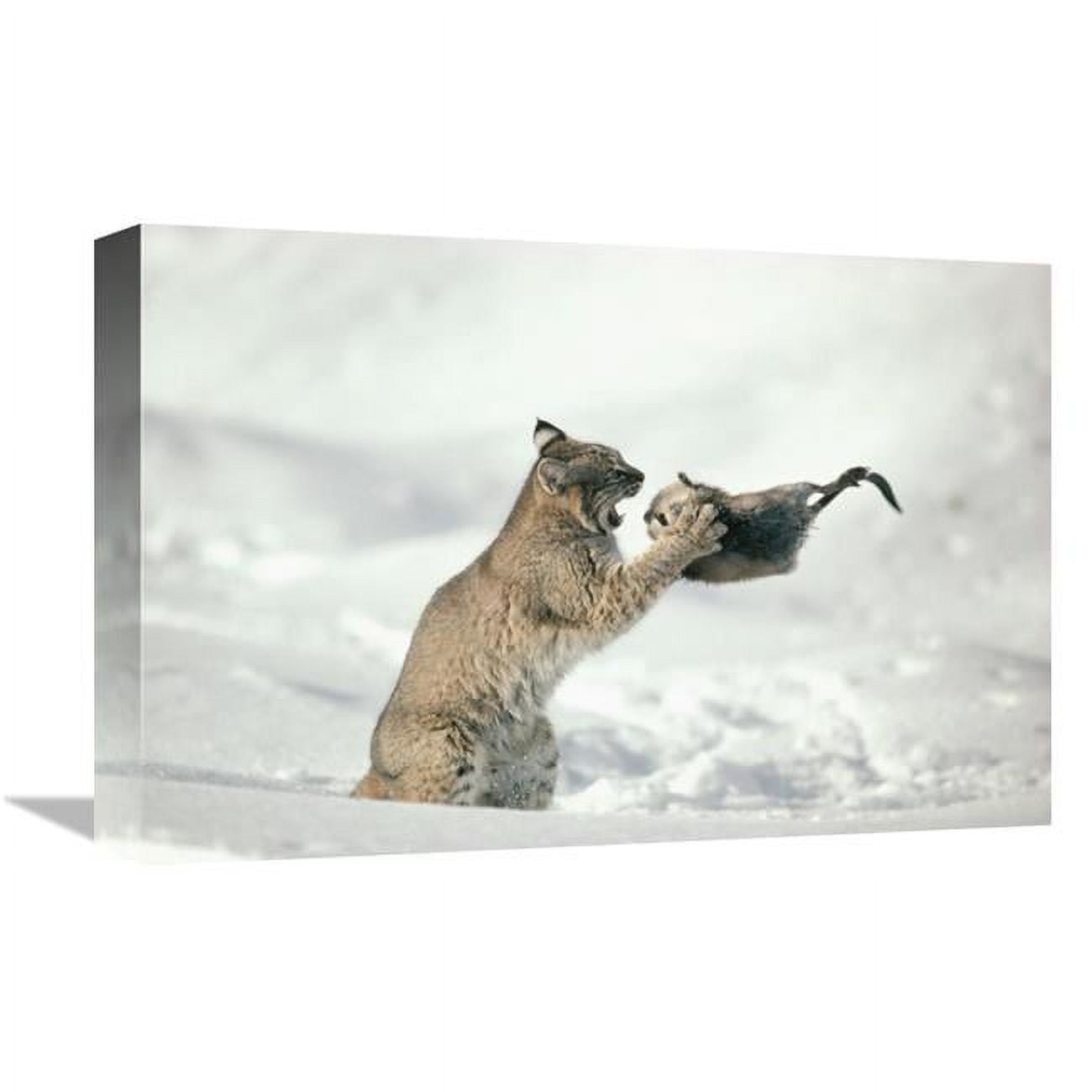 12 x 18 in. Bobcat Capturing Muskrat in the Winter, Idaho Art Print ...