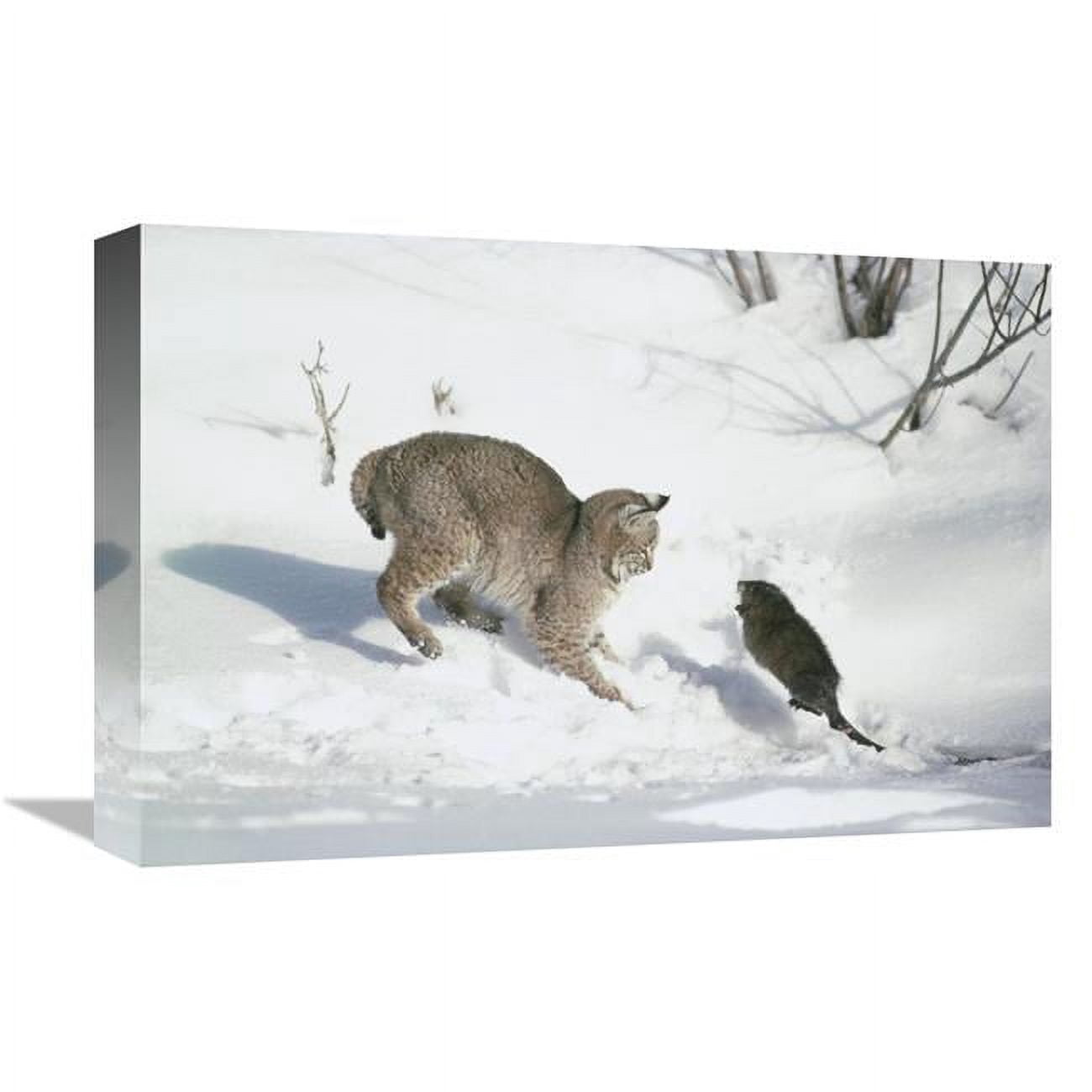 12 x 18 in. Bobcat Hunting Muskrat in the Winter, Idaho Art Print ...