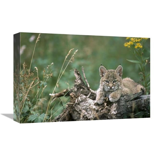 12 x 18 in. Bobcat Kitten, Resting on A Log in the Summer, Idaho Art ...
