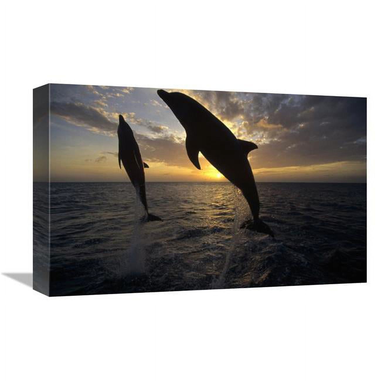 12 x 18 in. Bottlenose Dolphin Pair Leaping At Sunrise, Honduras Art ...