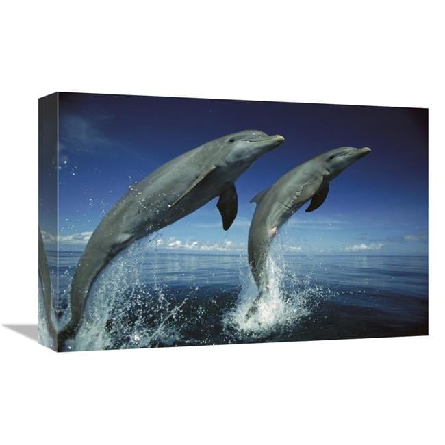 12 x 18 in. Bottlenose Dolphin Pair Leaping, Honduras Art Print ...