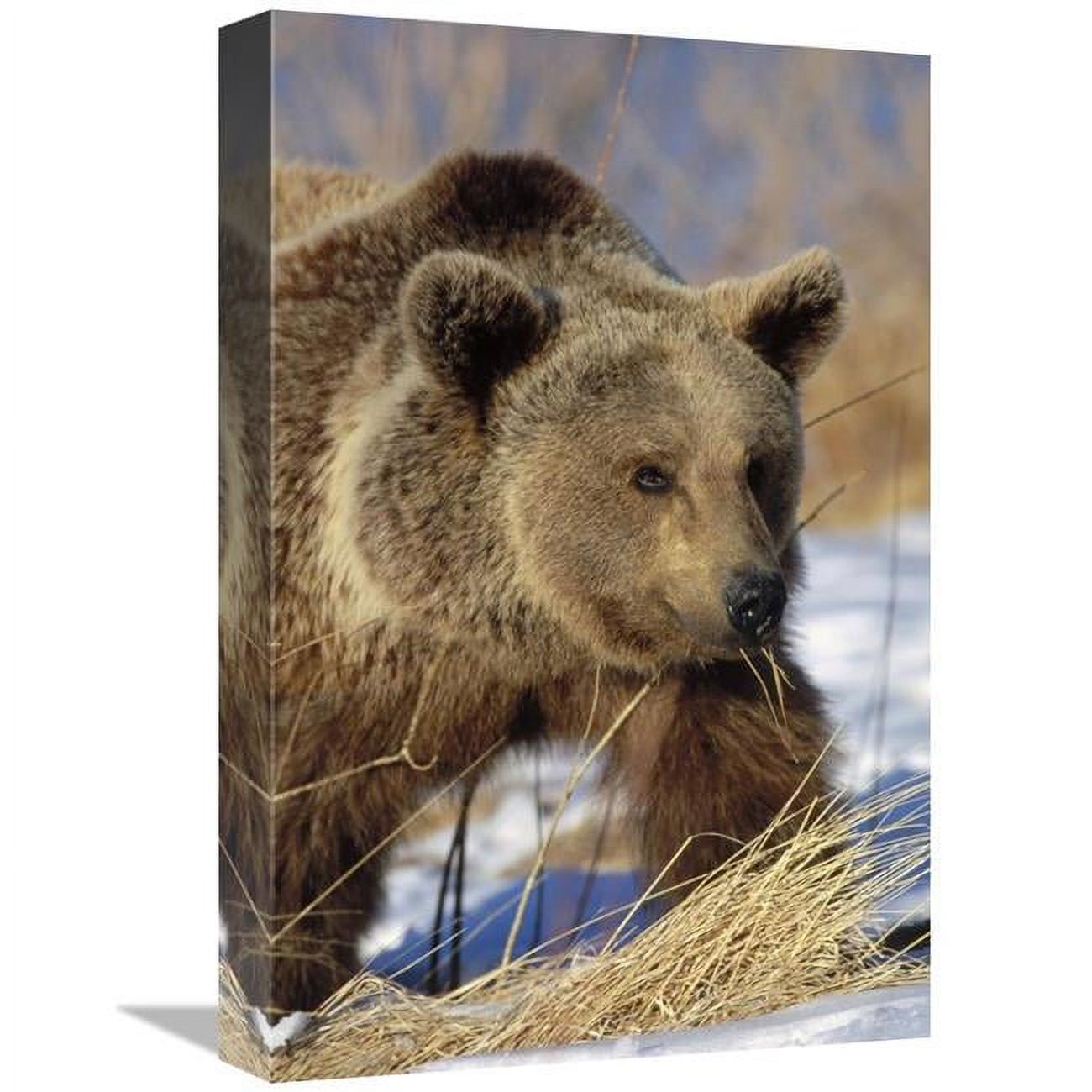12 x 18 in. Brown Bear Eating Dry Grasses in Winter, Germany Art Print ...
