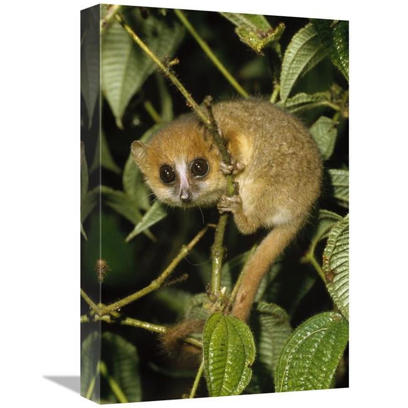 12 x 18 in. Brown Mouse Lemur, Madagascar Art Print - Konrad Wothe ...