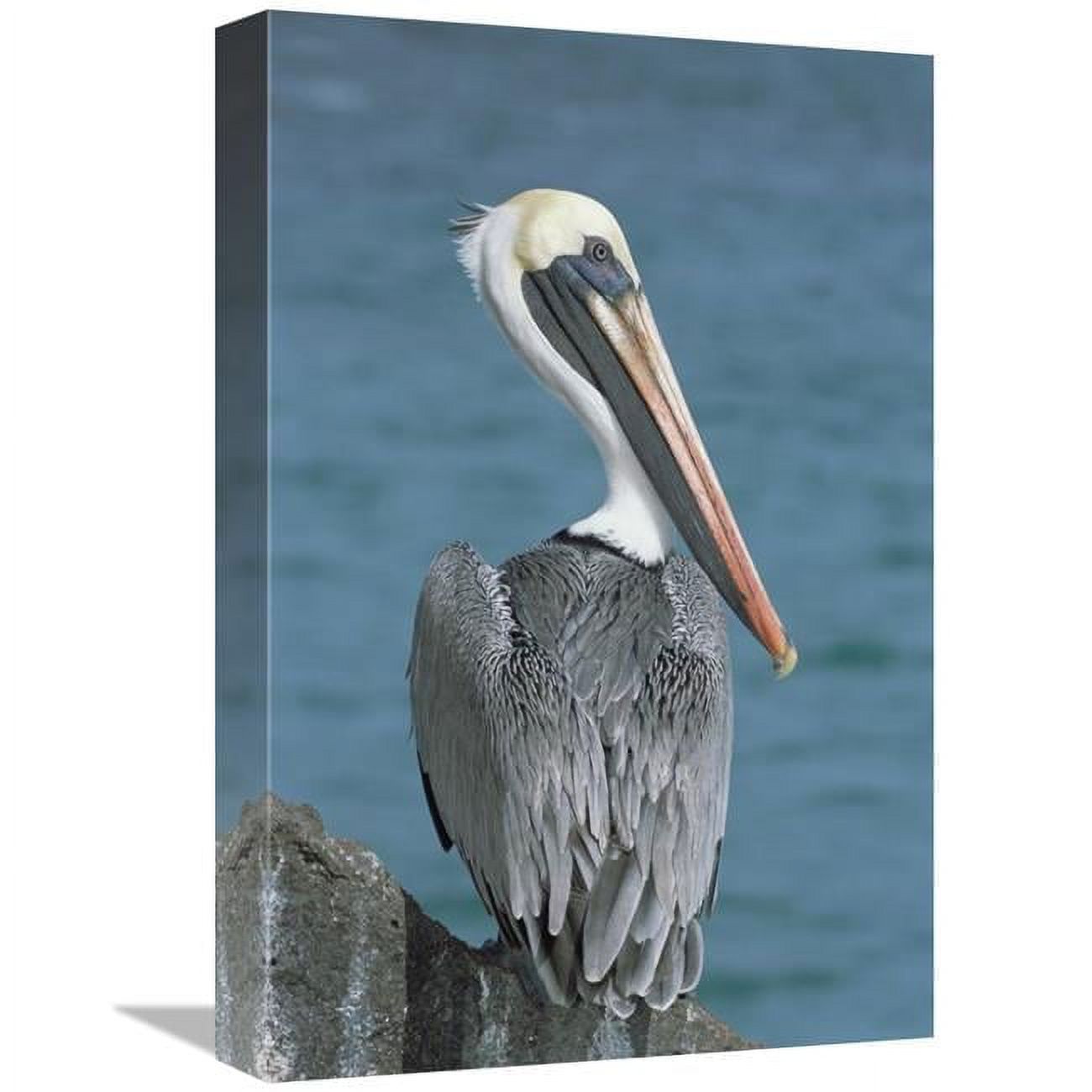12 x 18 in. Brown Pelican Adult in Resplendent Breeding Colors ...