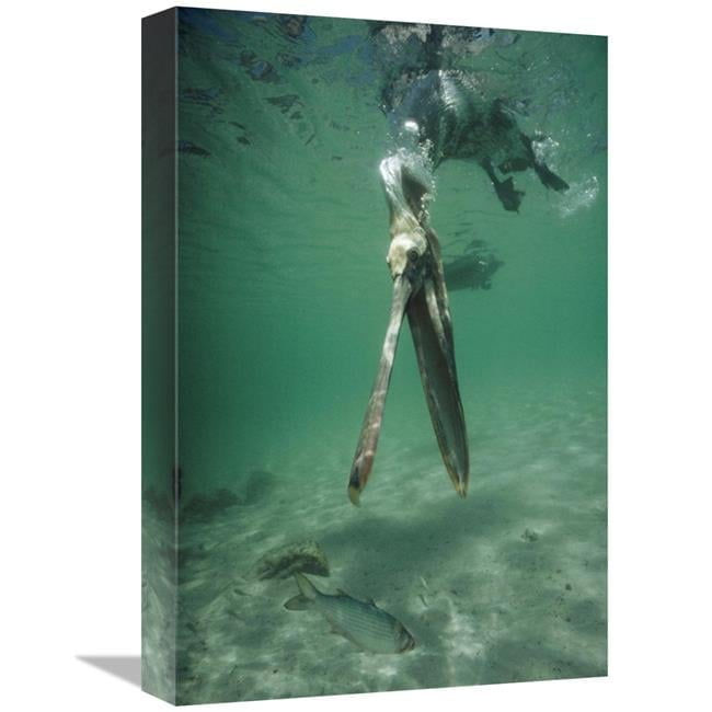 12 x 18 in. Brown Pelican Catching Mullet, Turtle Bay, Galapagos ...