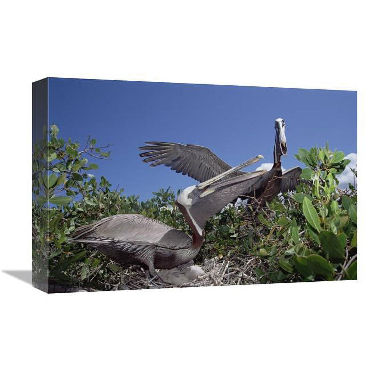 12 x 18 in. Brown Pelican Pair Greeting Display, Turtle Bay, Galapagos ...
