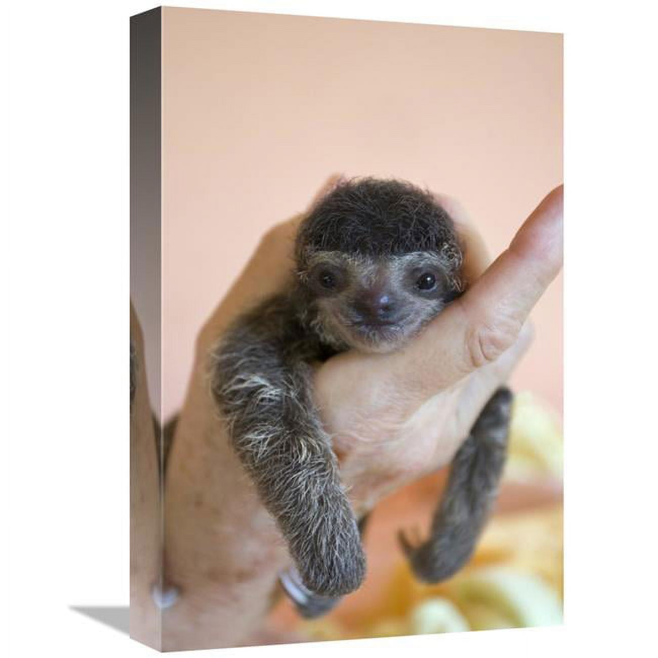 12 x 18 in. Brown-Throated Three-Toed Sloth Baby, Aviarios Sloth ...