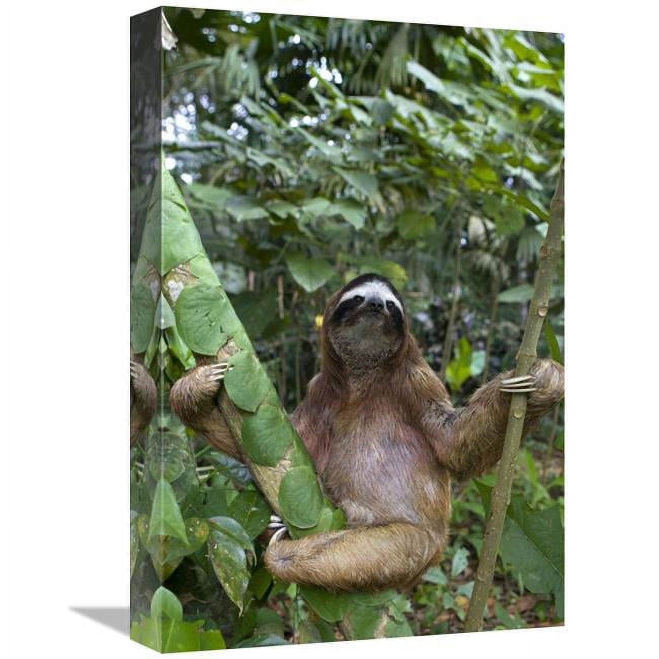 12 x 18 in. Brown-Throated Three-Toed Sloth Male, Aviarios Sloth ...