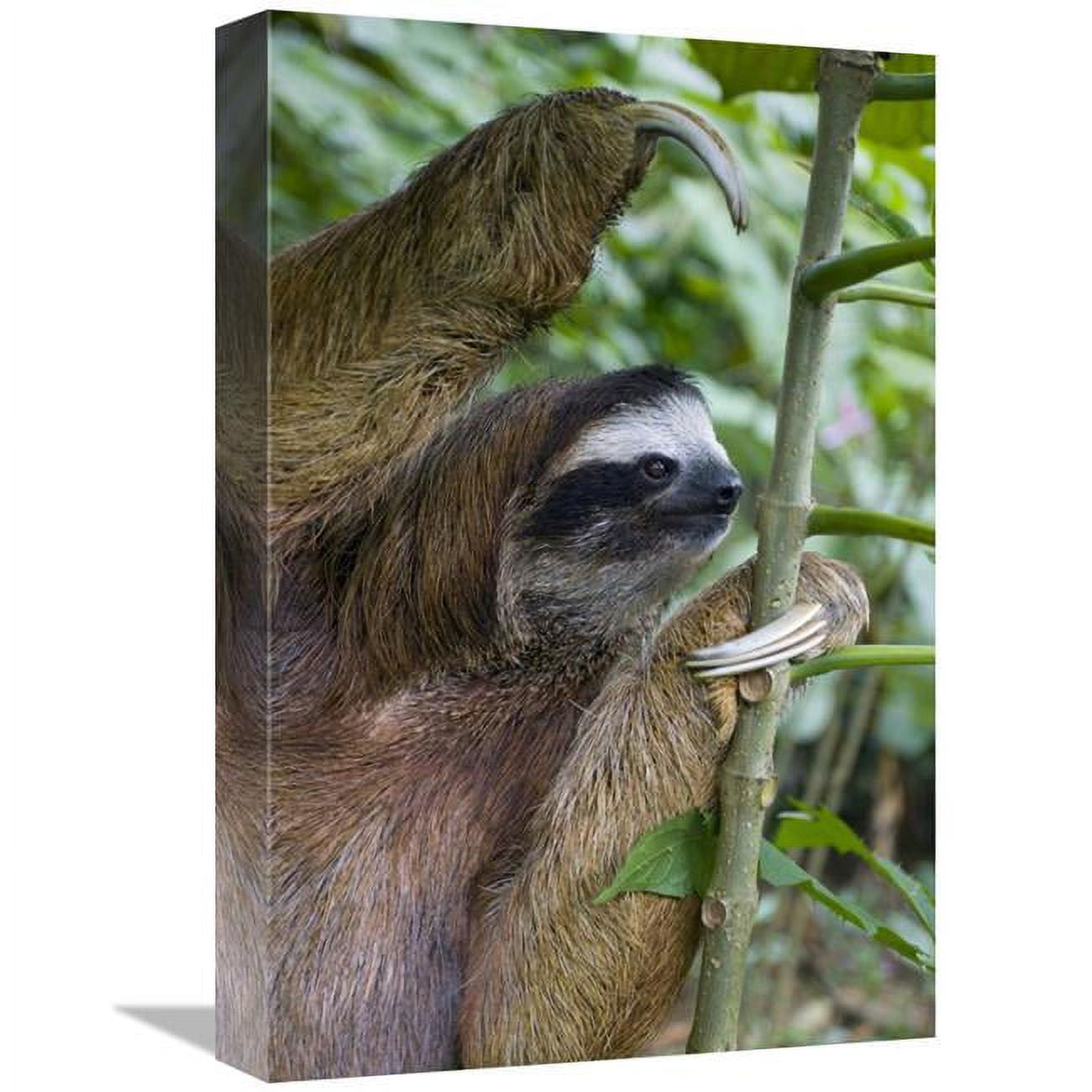 12 x 18 in. Brown-Throated Three-Toed Sloth Male, Aviarios Sloth ...