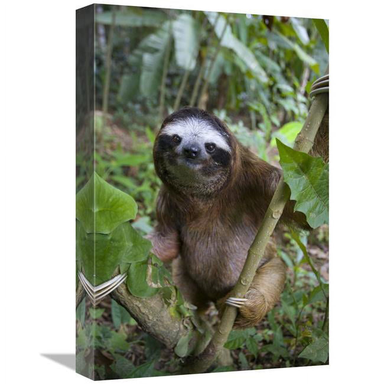 12 x 18 in. Brown-Throated Three-Toed Sloth Male, Aviarios Sloth ...