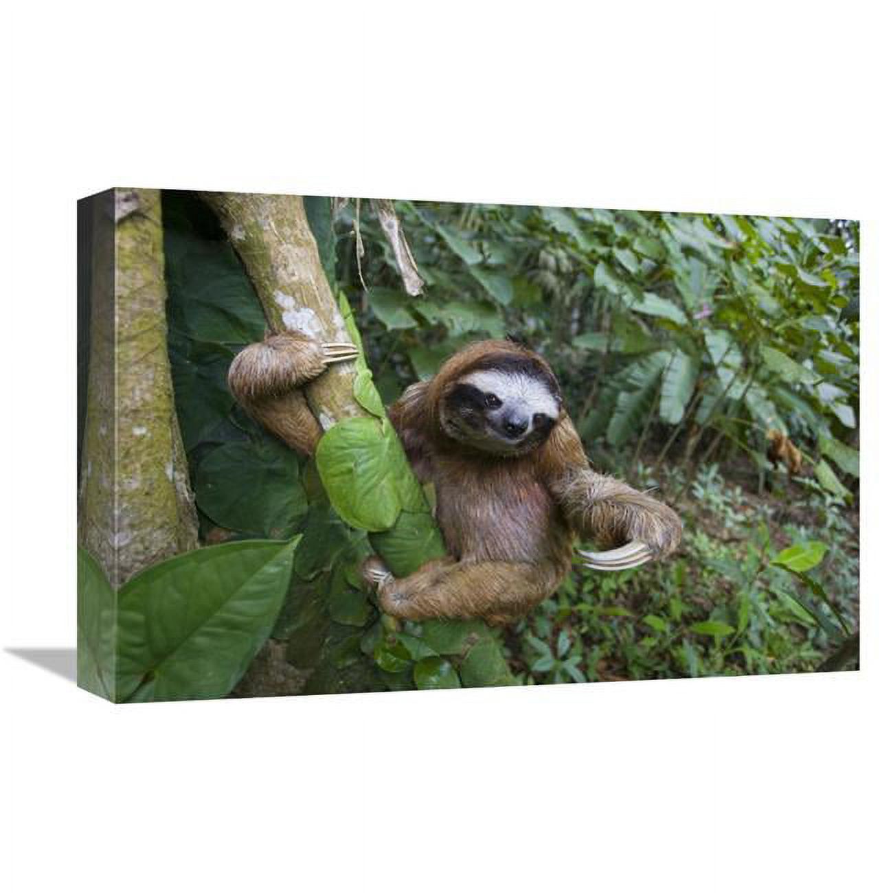 12 x 18 in. Brown-Throated Three-Toed Sloth Male, Aviarios Sloth ...