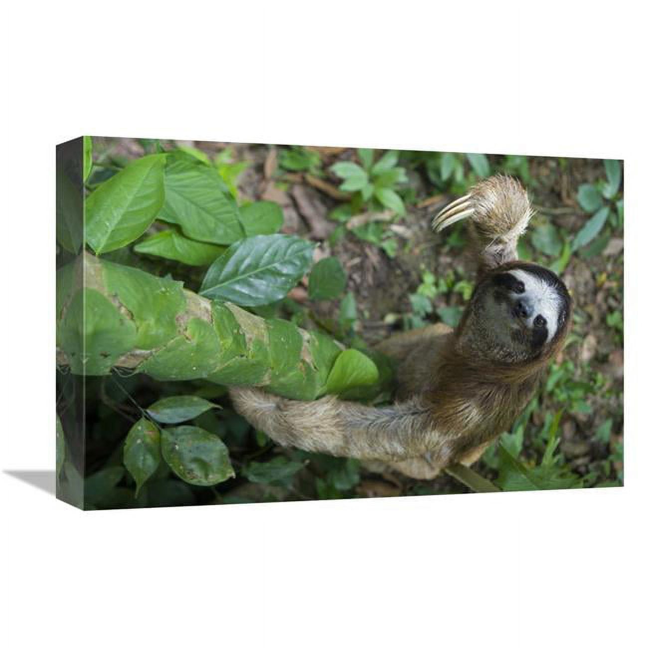 12 x 18 in. Brown-Throated Three-Toed Sloth Male Climbing Tree ...