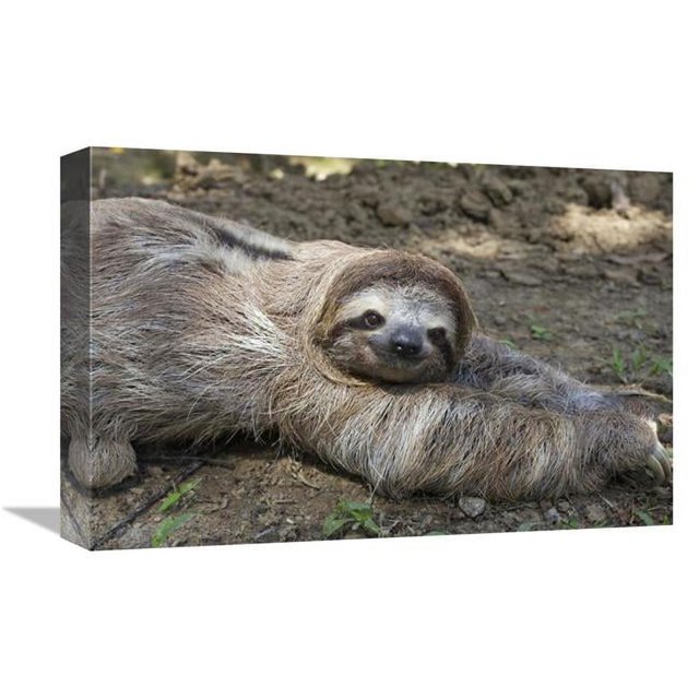 12 x 18 in. Brown-Throated Three-Toed Sloth Male Walking on Forest ...