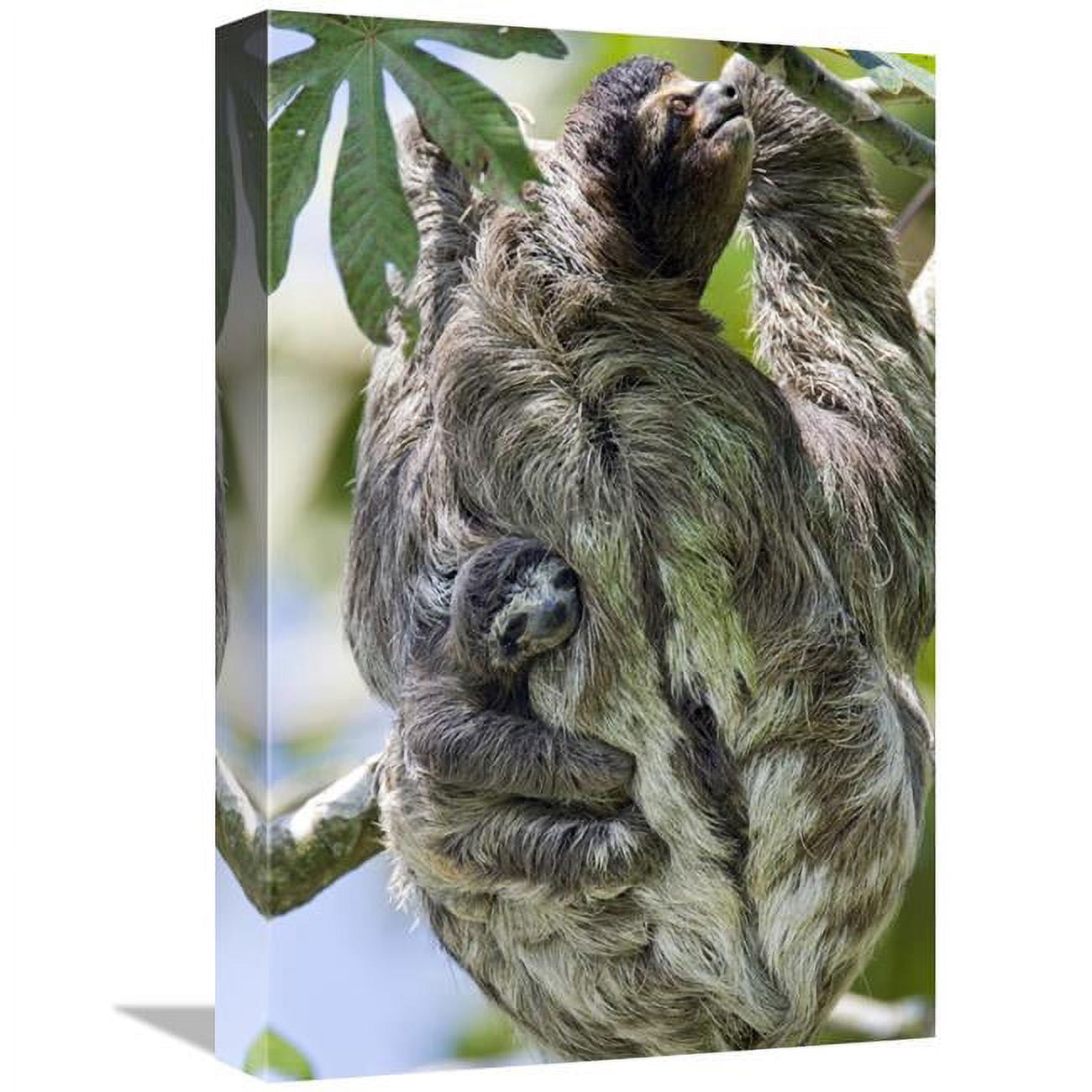 12 x 18 in. Brown-Throated Three-Toed Sloth Mother with Newborn Baby ...